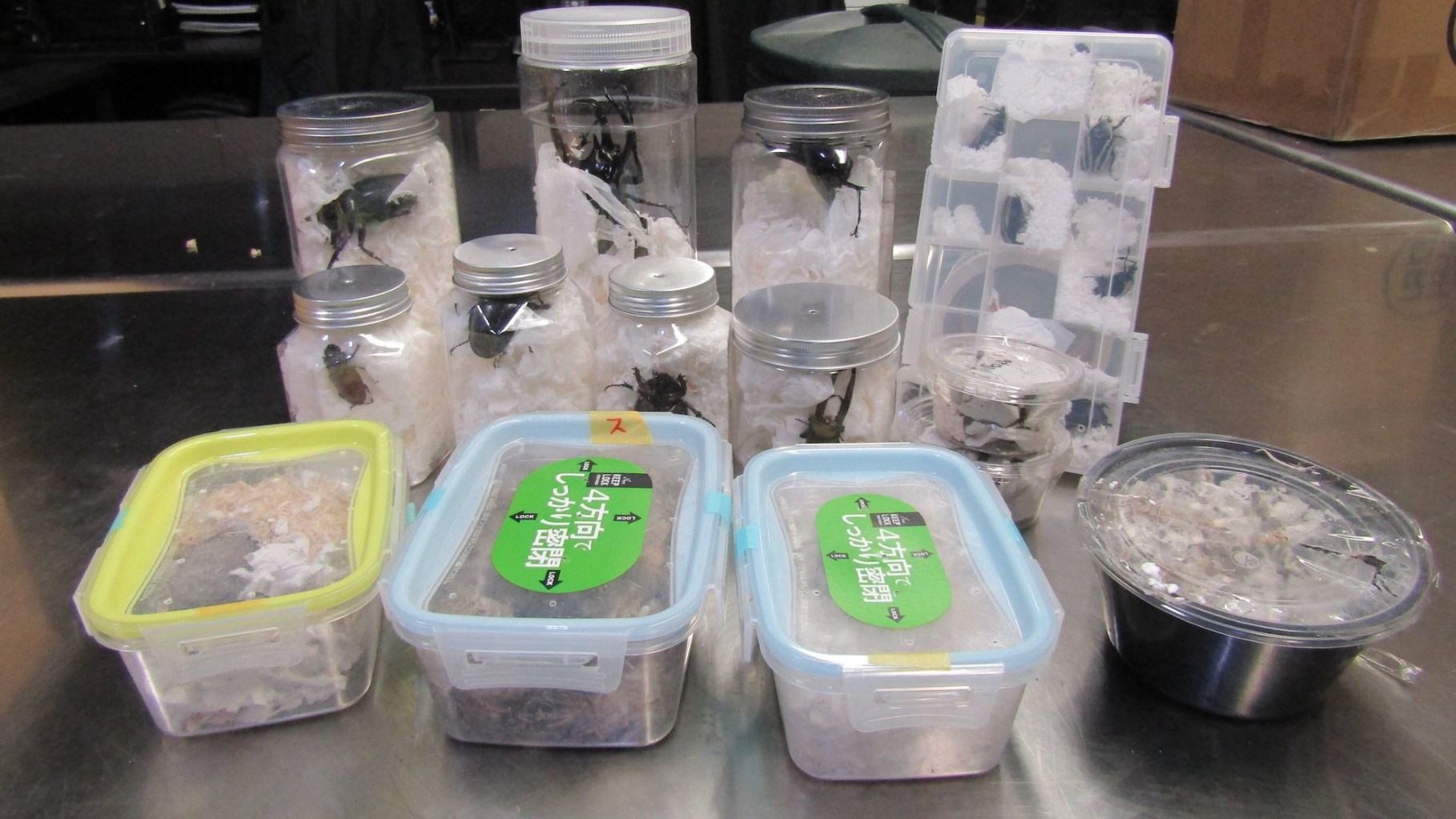 Smugglers try to disguise giant beetles as Japanese snacks ...