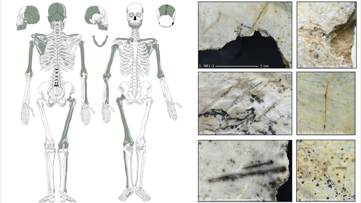 Butchered skulls point to Europe's Ice Age cannibals | Popular Science