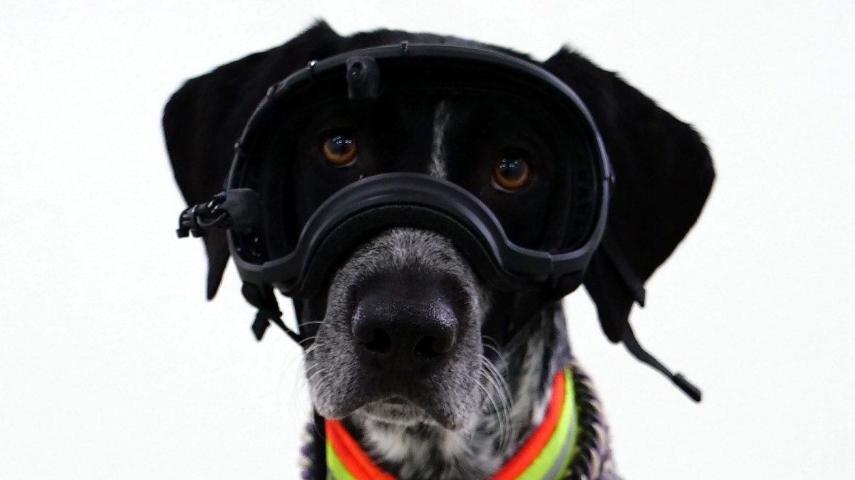 Dog goggles help scientists learn how to best get their attention ...