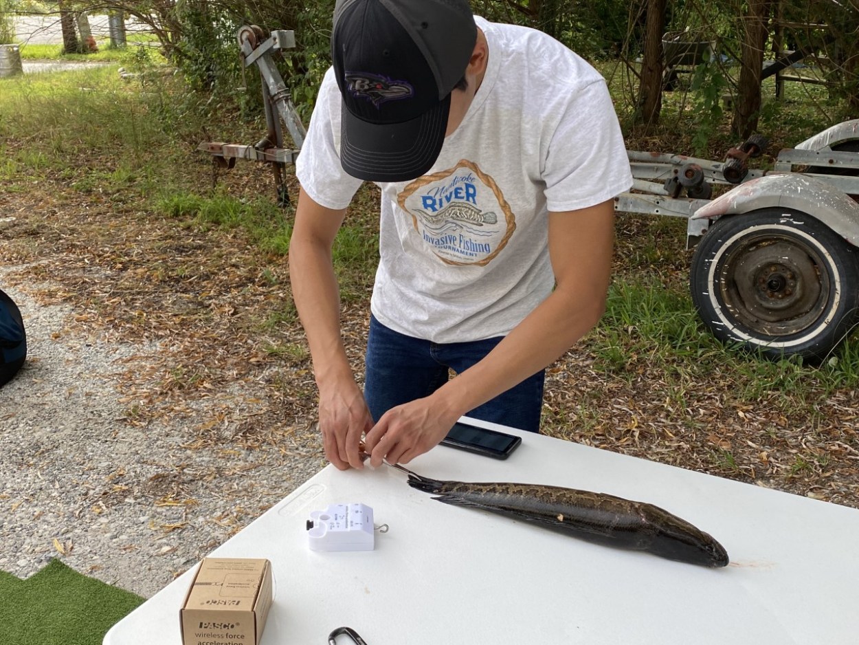 Dragging dead fish around reveals super power of mucus | Popular Science