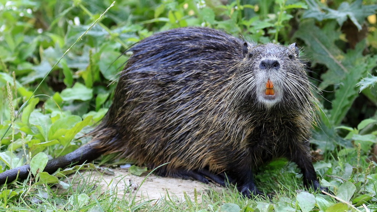 US Fish and Wildlife is begging you to eat more invasive marsh rodents ...