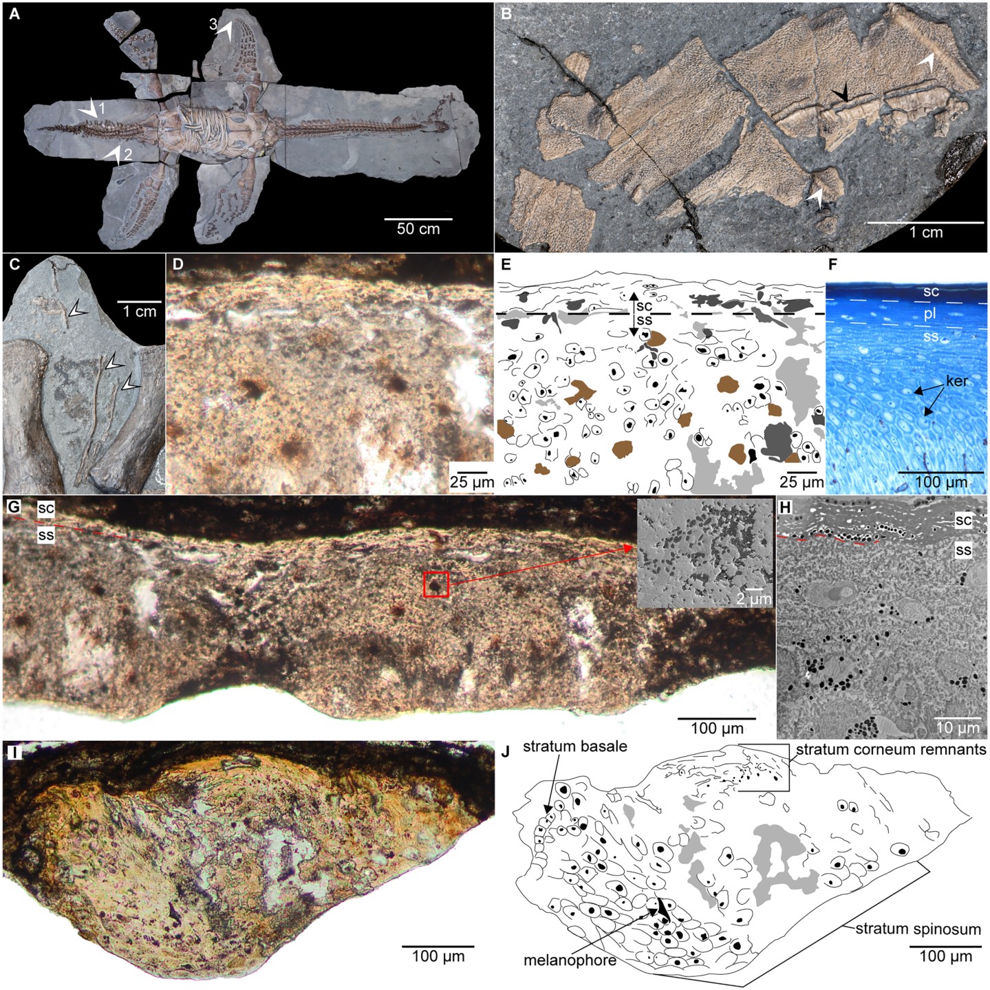 Paleontologists solve decades’ old mystery about plesiosaur skin ...