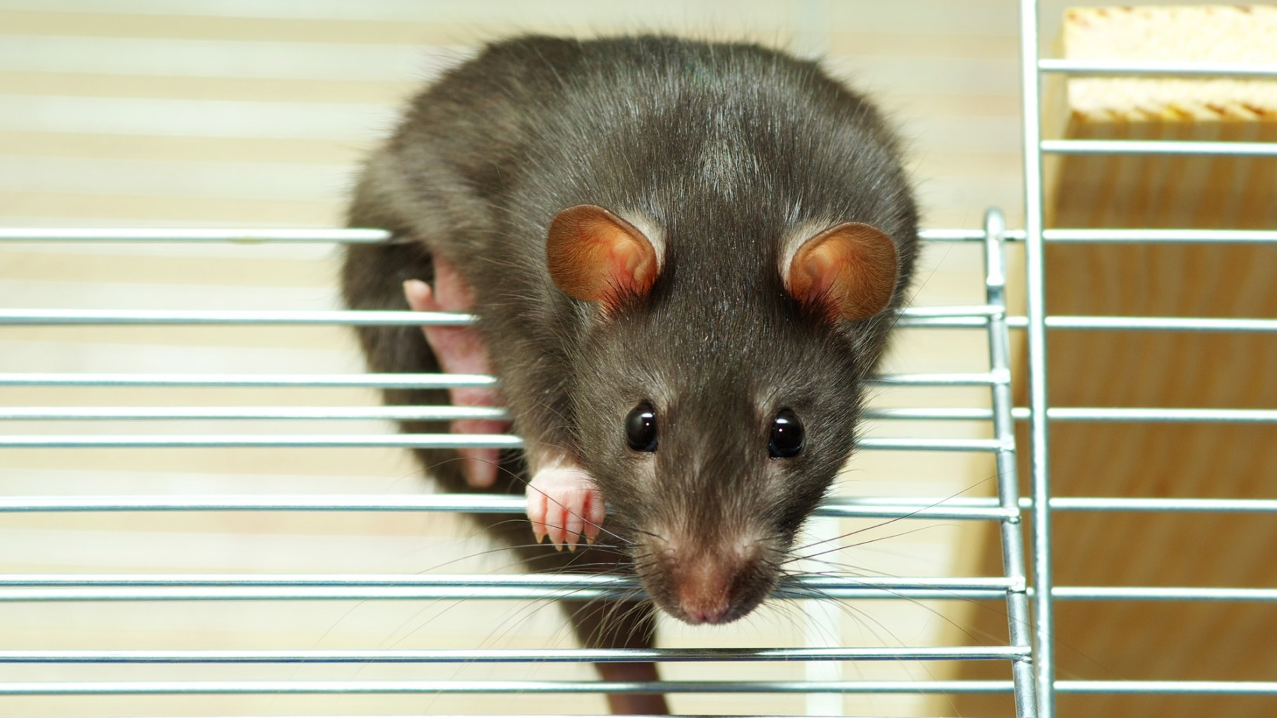 Patient's tingling feet turns out to be a rat-borne brain parasite ...