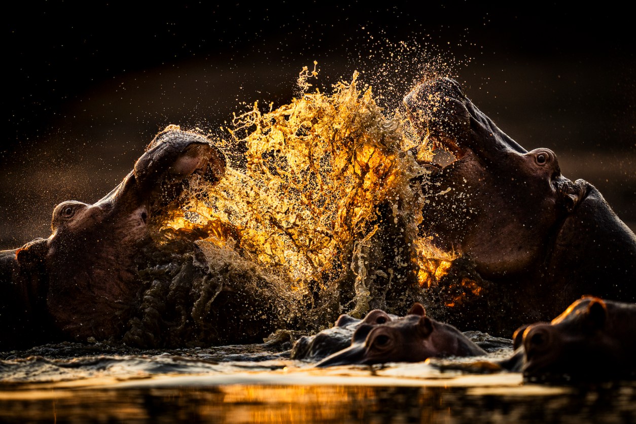 14 outstanding images from the 2025 World Nature Photographer Awards ...
