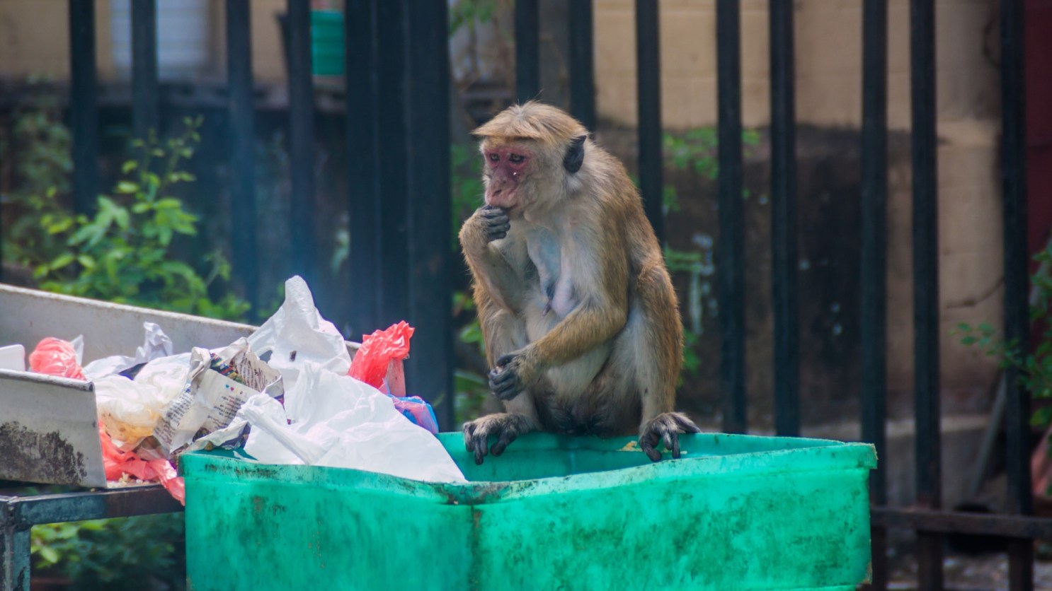 Fighting monkeys cause nationwide blackout in Sri Lanka | Popular Science
