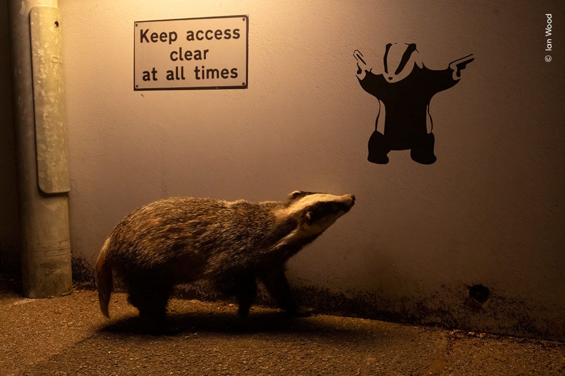 The Wildlife Photographer of the Year People's Choice winners capture ...