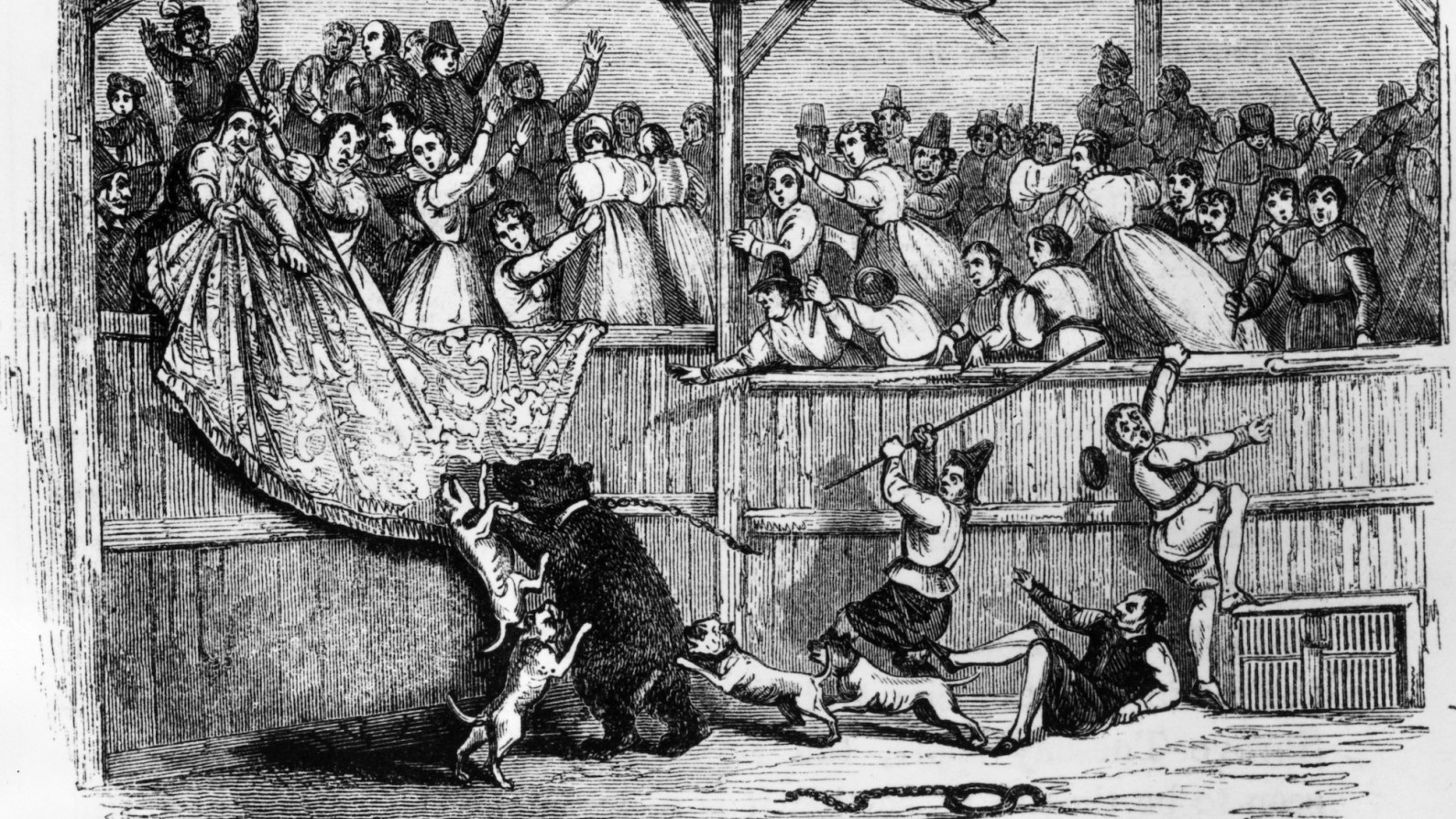 Gruesome bear fights once entertained Elizabethan England | Popular Science