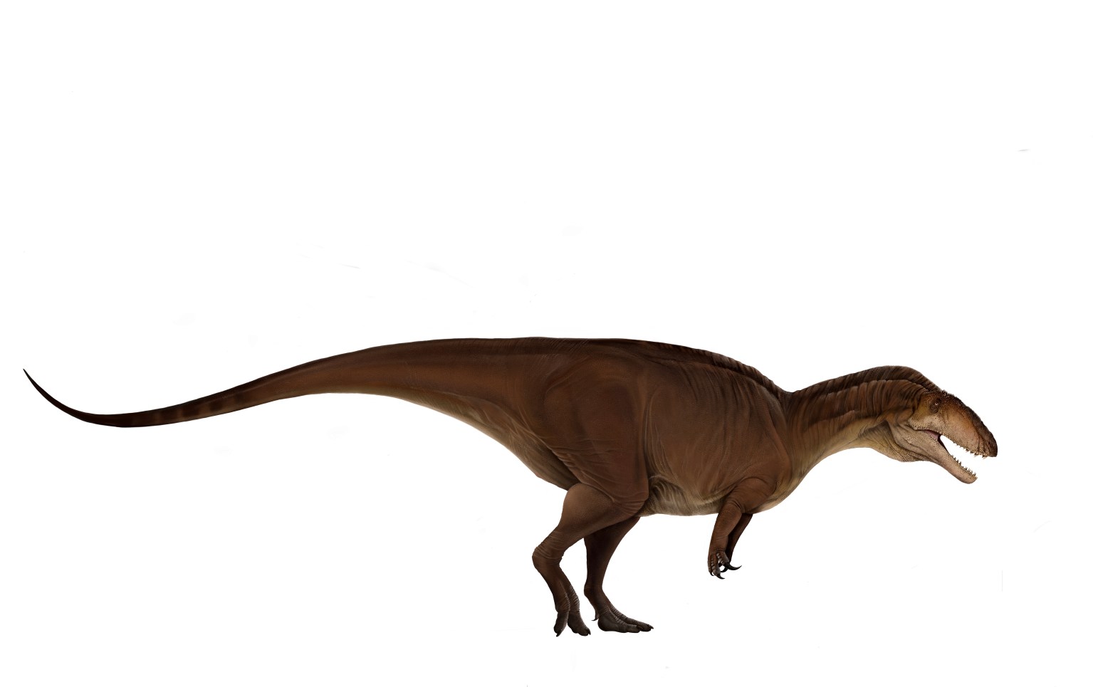 A 20-foot-long ‘mega raptor’ once stalked Australia | Popular Science