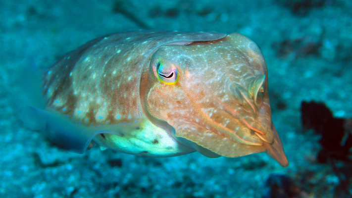 Cuttlefish ink can help keep sharks away from humans | Popular Science