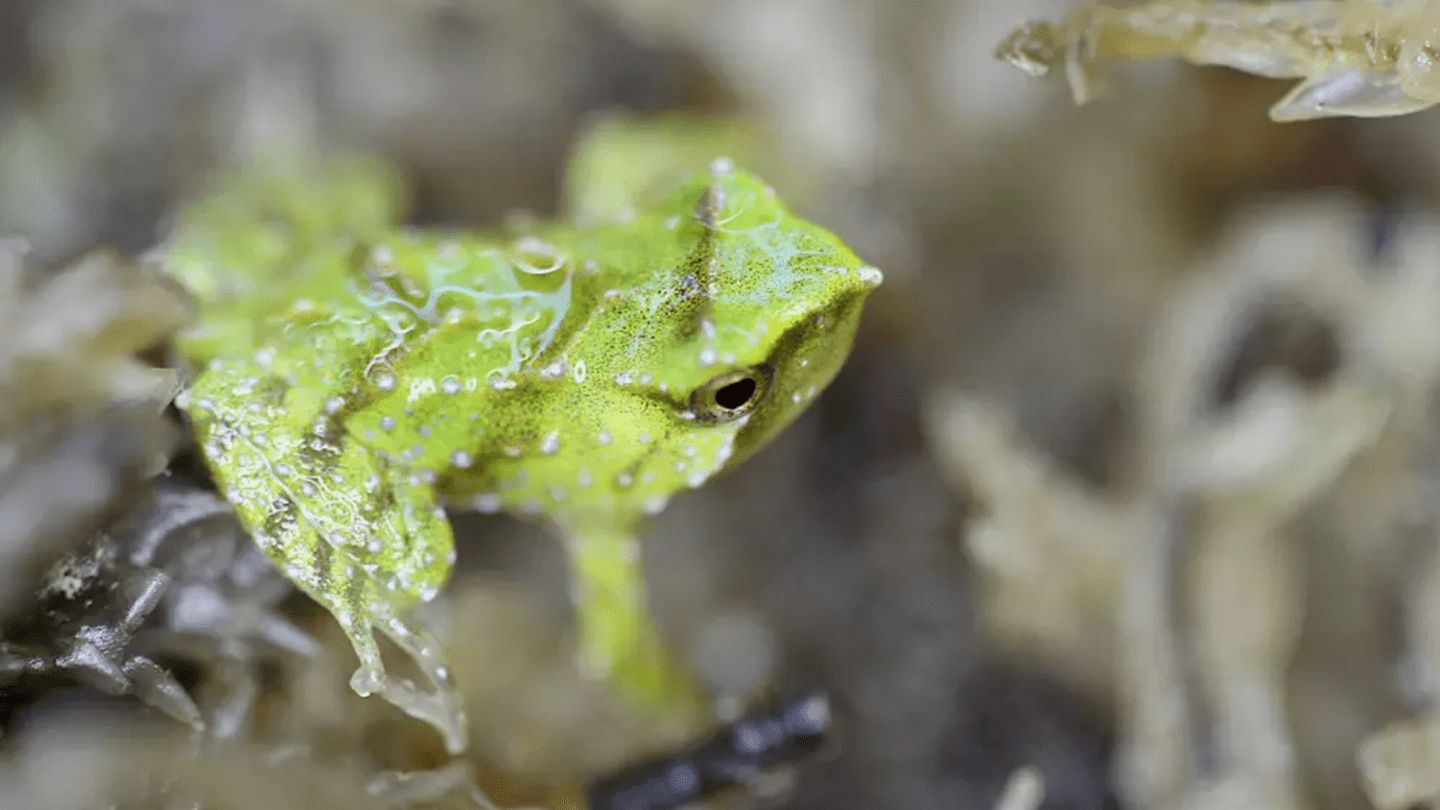 Frogs rescued from a deadly fungus welcome 33 froglets | Popular Science