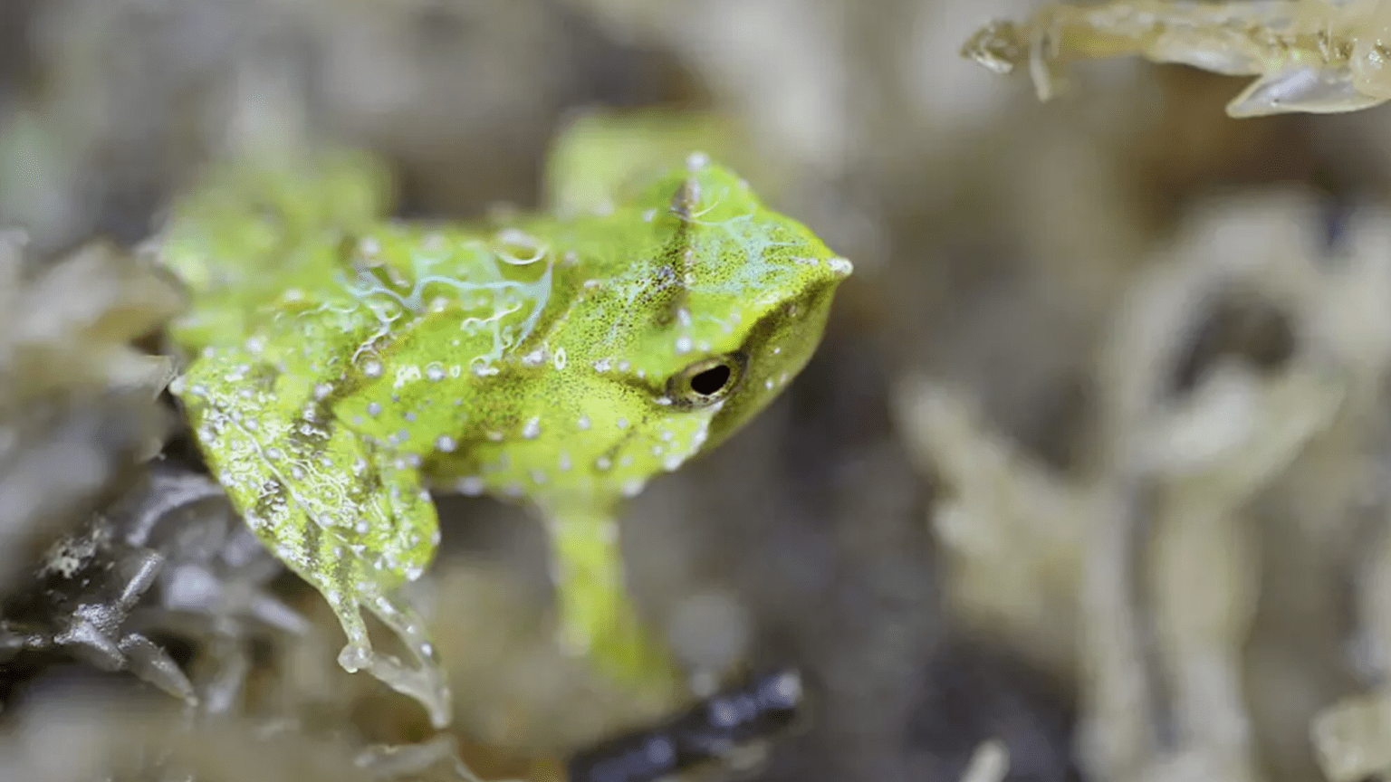 Frogs rescued from a deadly fungus welcome 33 froglets | Popular Science
