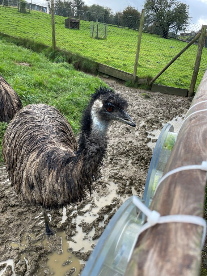 Emus might not be the ‘world’s dumbest bird’ after all | Popular Science