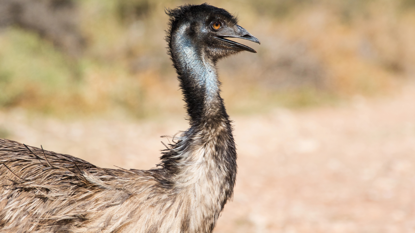 Emus might not be the ‘world’s dumbest bird’ after all | Popular Science