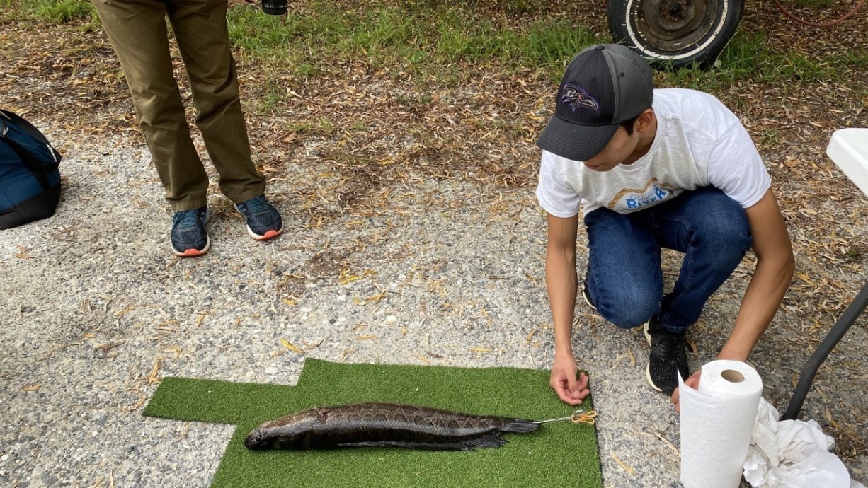 Dragging dead fish around reveals super power of mucus | Popular Science