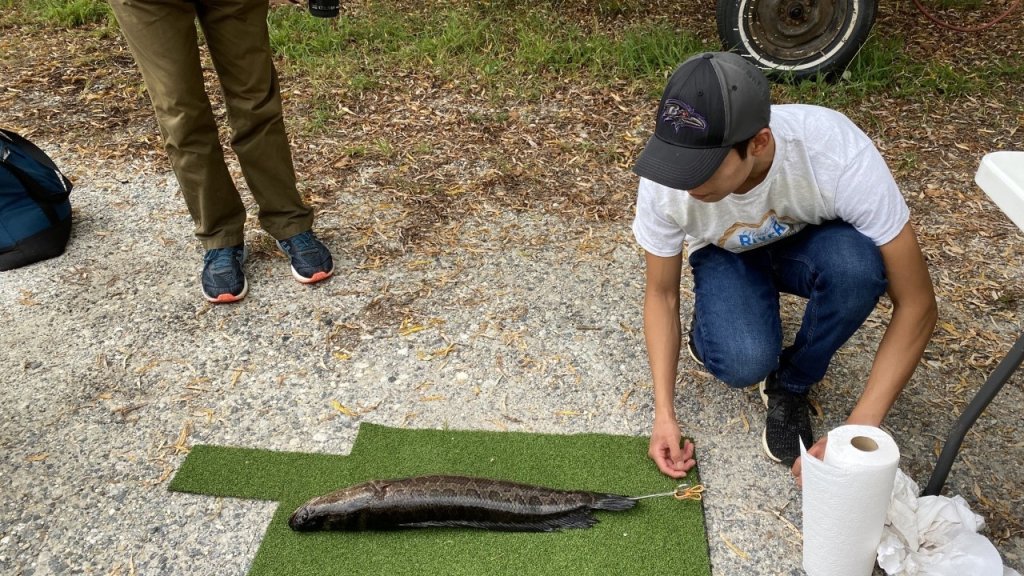 Dragging dead fish around reveals super power of mucus | Popular Science