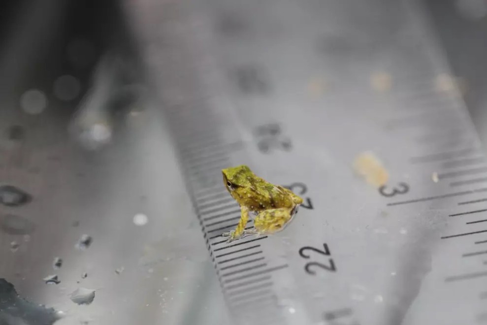 Frogs rescued from a deadly fungus welcome 33 froglets | Popular Science