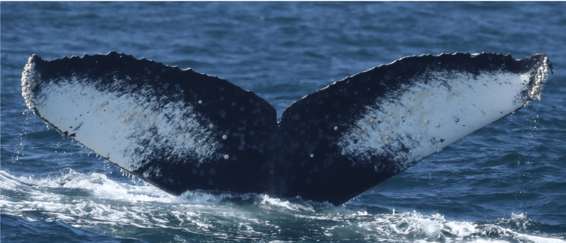 Krill or anchovy? Baleen whale songs may indicate what's on the menu ...