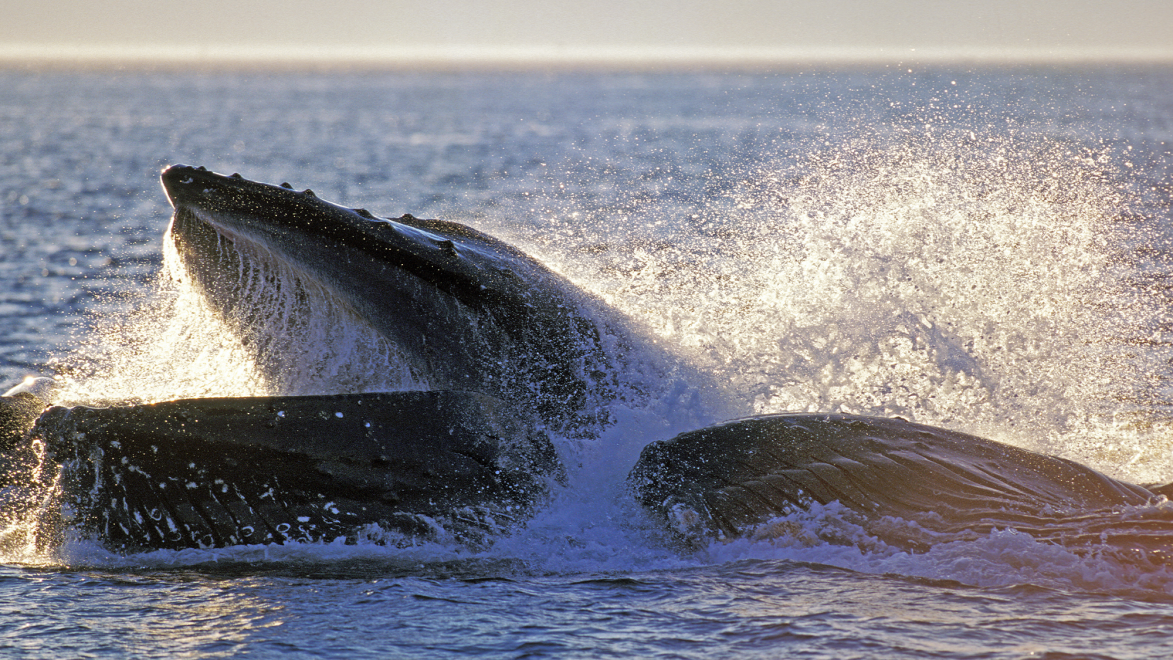 Krill or anchovy? Baleen whale songs may indicate what's on the menu ...