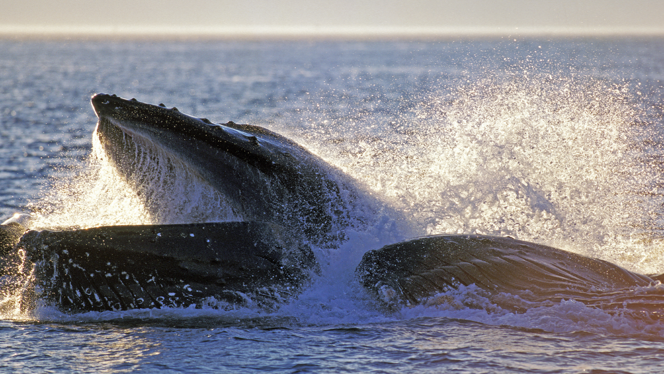 Krill or anchovy? Baleen whale songs may indicate what's on the menu ...