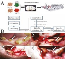 Human-like teeth successfully grown in a pig’s mouth | Popular Science