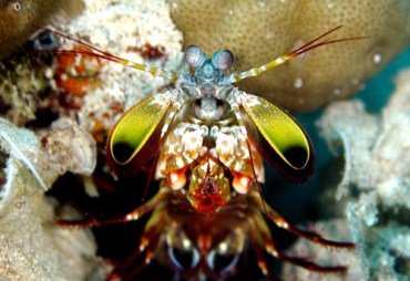 How mantis shrimp protect their powerful ‘fists’ of fury | Popular Science