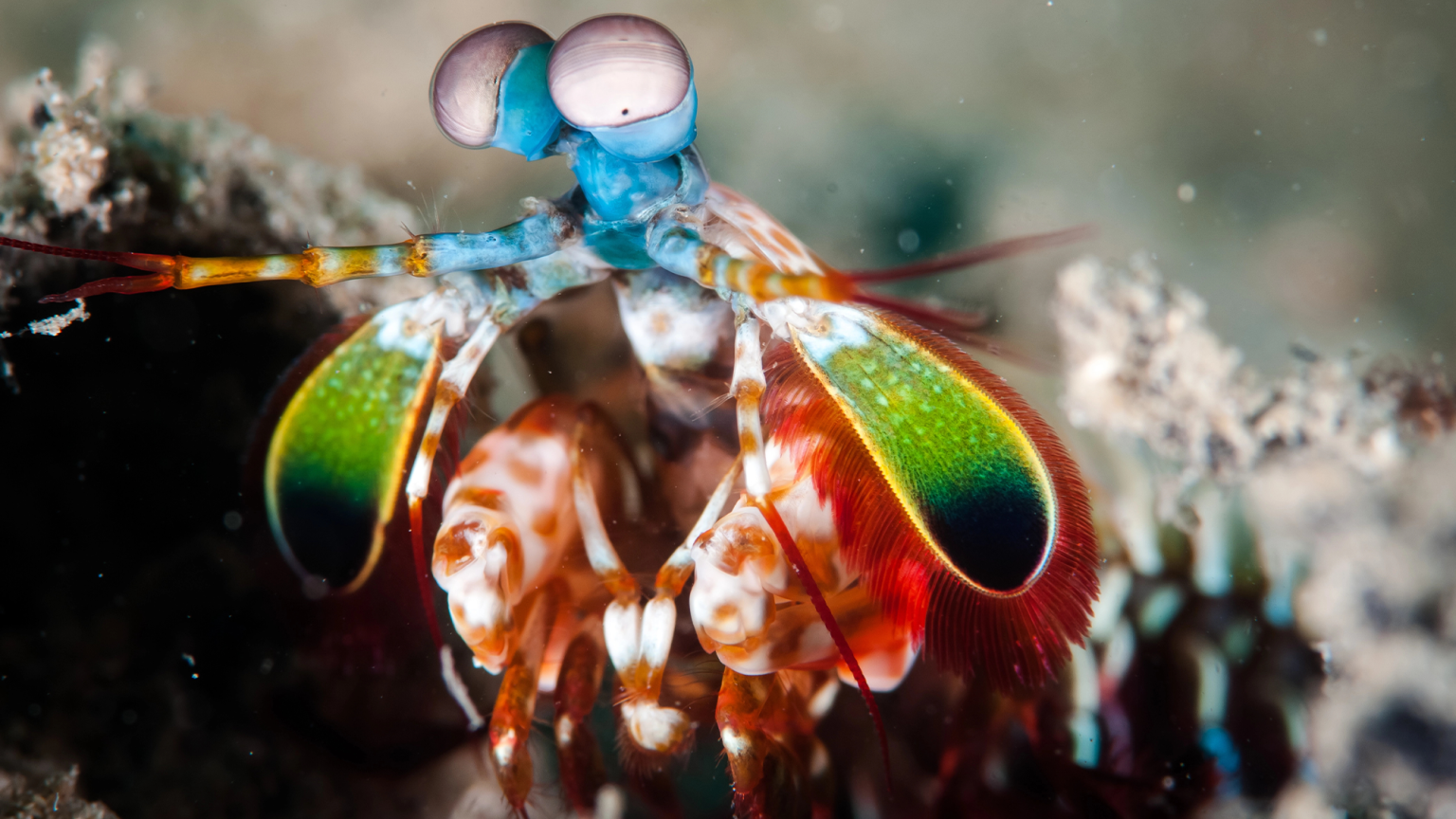 How mantis shrimp protect their powerful ‘fists’ of fury | Popular Science
