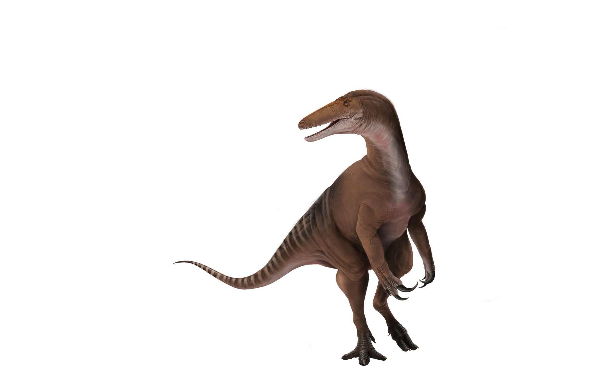 A 20-foot-long ‘mega raptor’ once stalked Australia | Popular Science