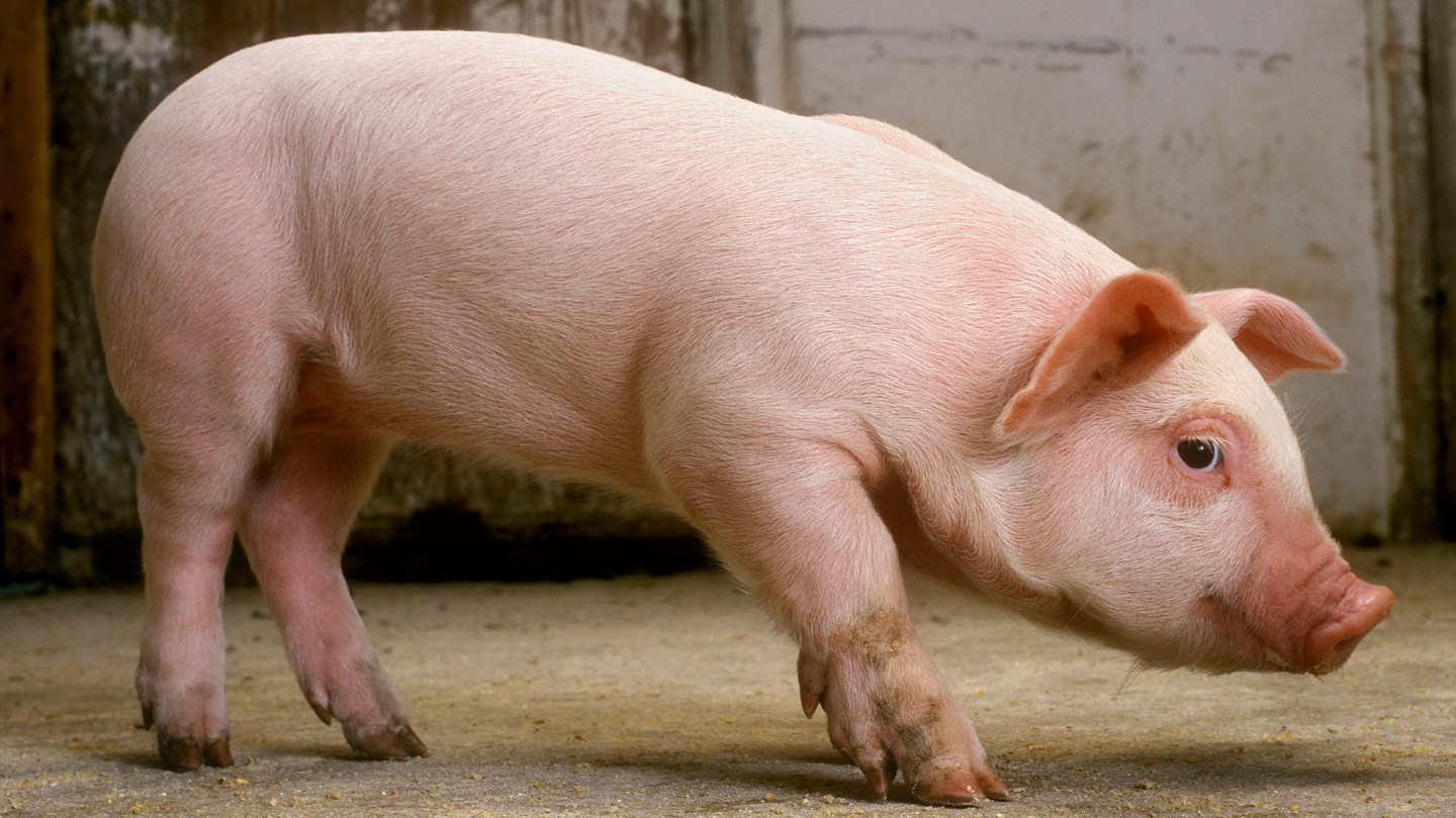 Human-like teeth successfully grown in a pig’s mouth | Popular Science