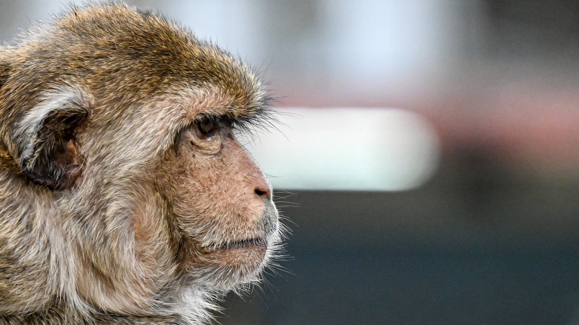 Macaques appear to associate spoken words with pictures | Popular Science