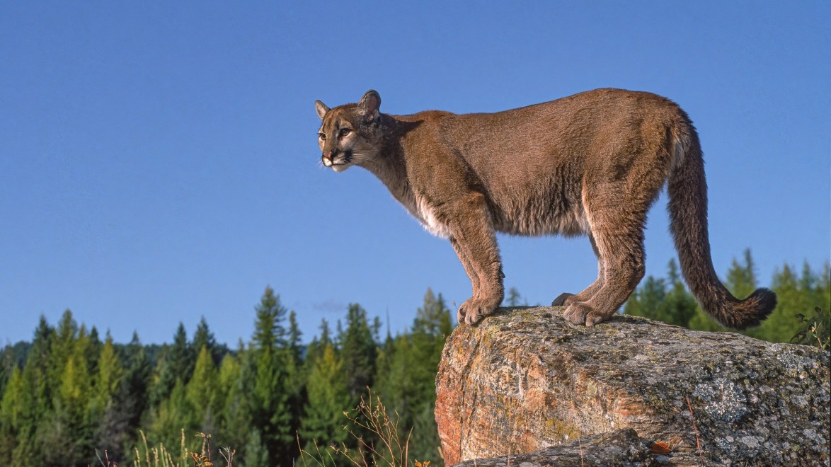 Huge 60-foot-tall buoy uses ocean waves to create clean energy ...