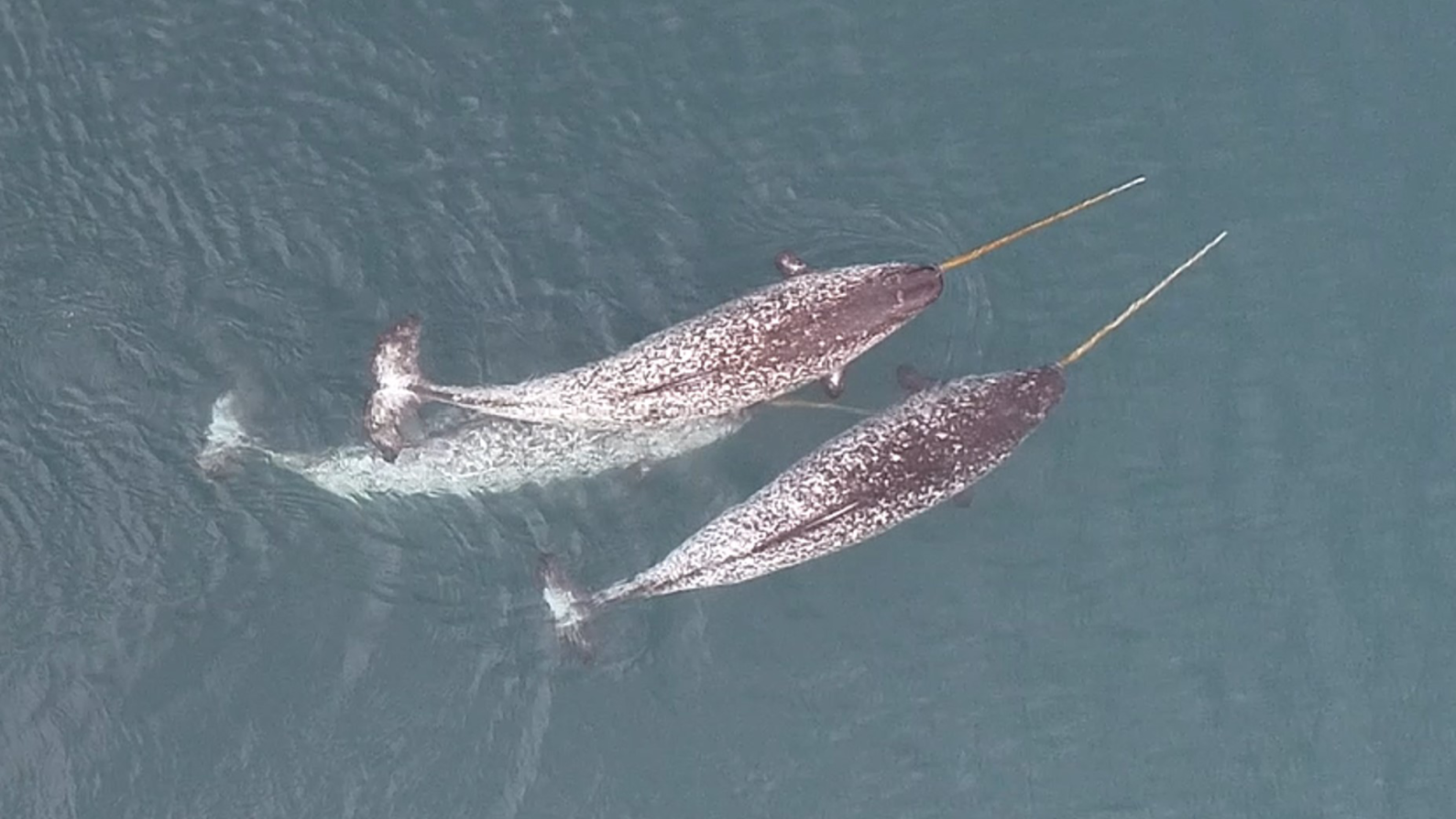Narwhals spotted using tusks for non-mating fun | Popular Science