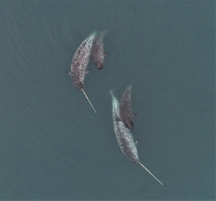 Narwhals spotted using tusks for non-mating fun | Popular Science