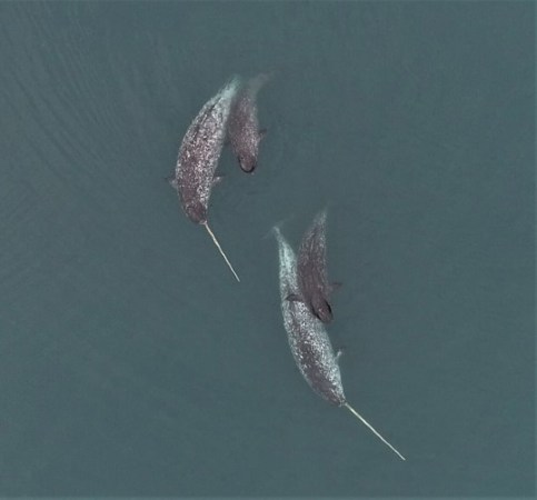 Narwhals spotted using tusks for non-mating fun | Popular Science