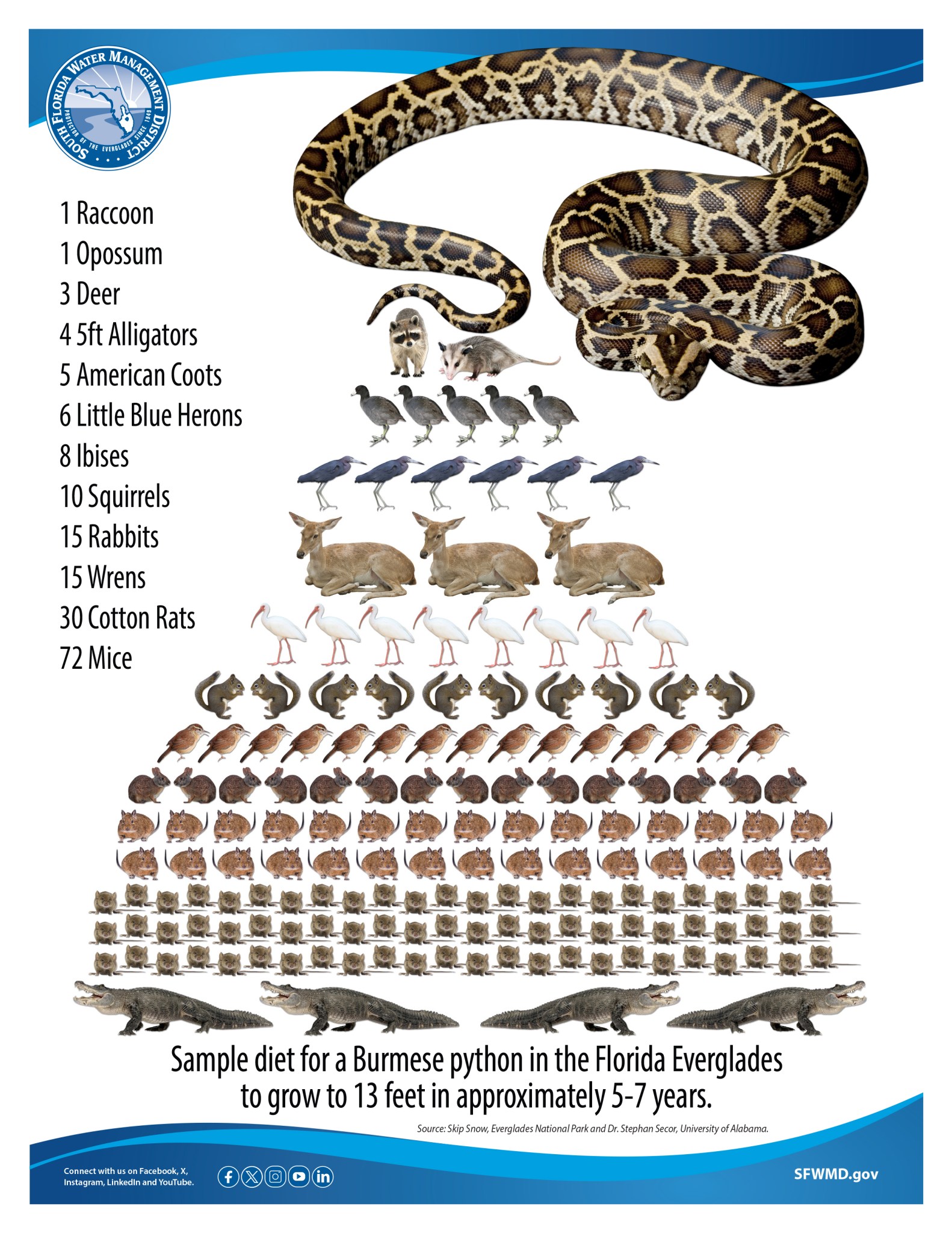 Hunting for Burmese pythons is best done in the dark | Popular Science