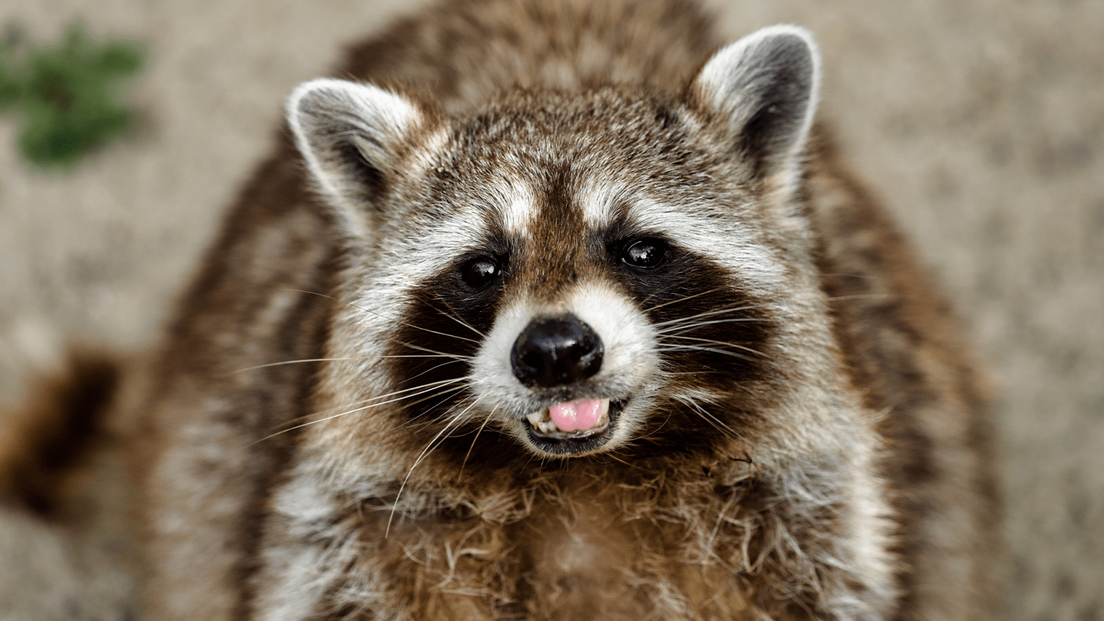 How big rats took over North America | Popular Science