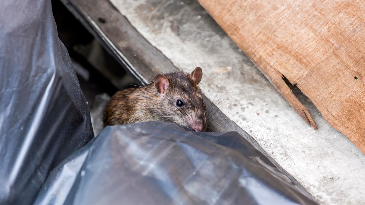 How The World's Religious Landscape Has Changed Since 1960 [Infographic]