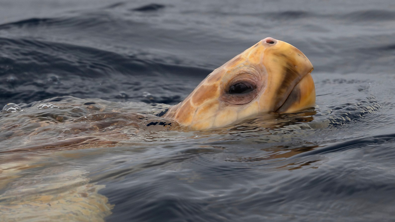 These sea turtles ‘dance’ when magnetic fields lead them to a snack ...
