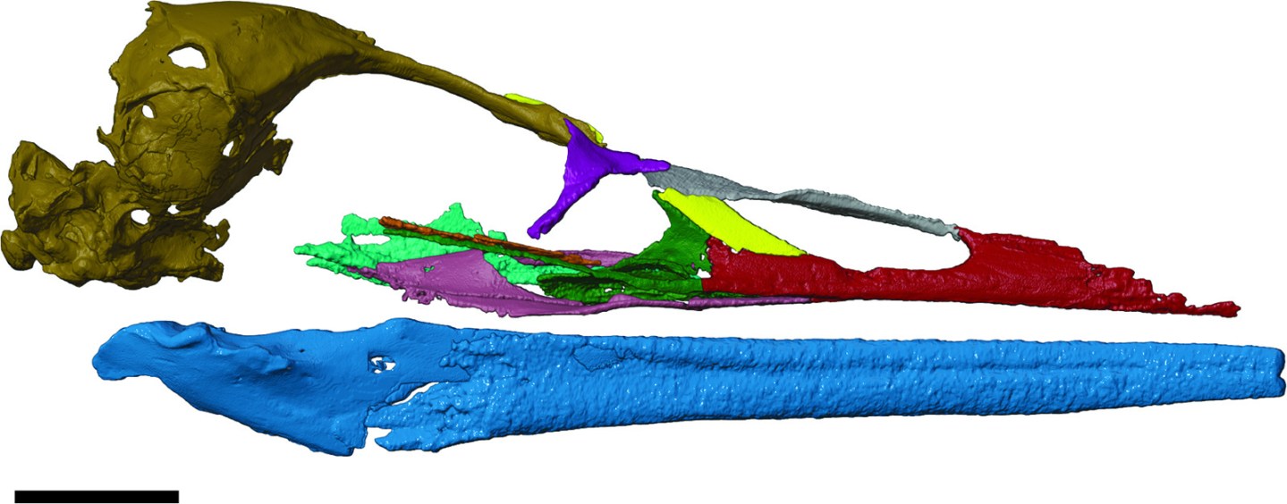 After the asteroid, the earliest bird ancestors thrived in Antarctica ...