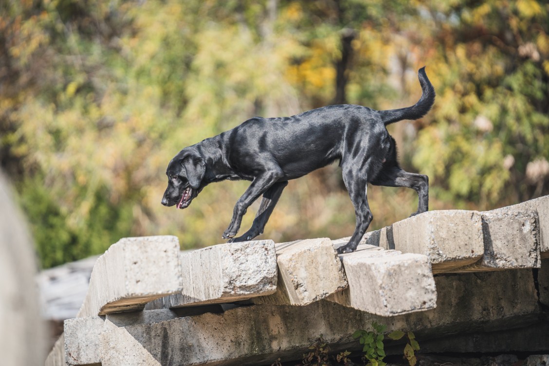 A visit to dog college | Popular Science