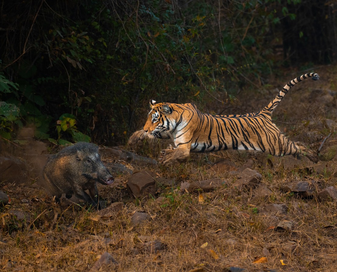 12 riveting wildlife images from Nature inFocus Photography Awards ...