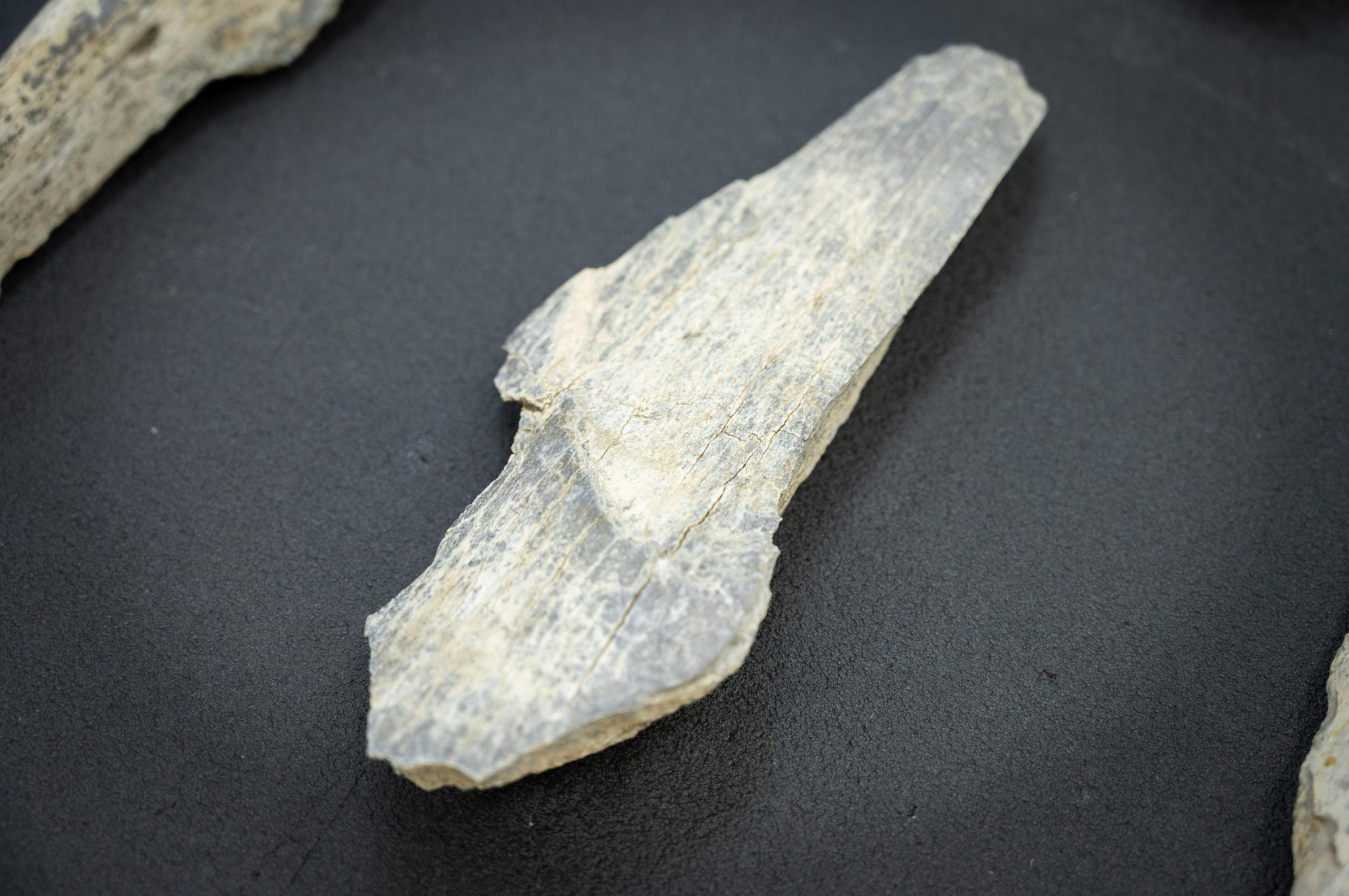 1.5 million years ago, human ancestors used hippo bones to make tools ...