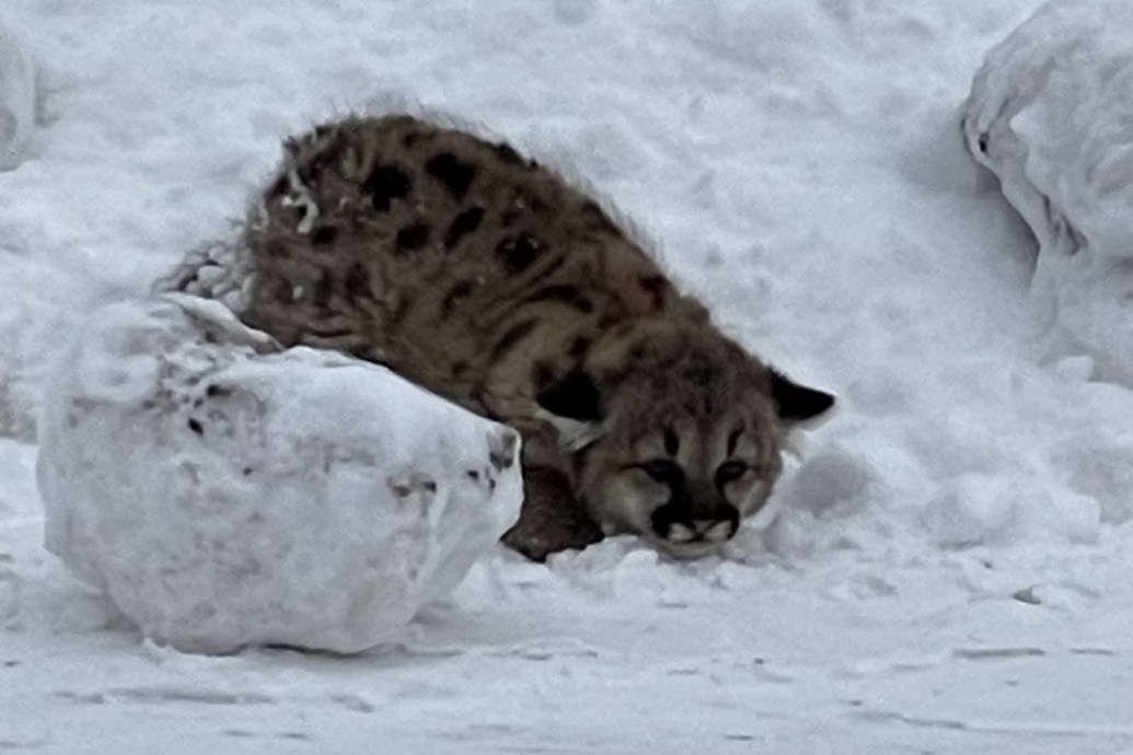 Cougar cubs spotted in Michigan for first time in over a century ...