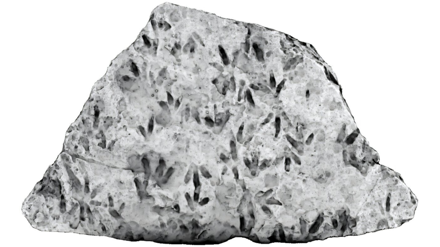 Ask Anything: Can Insects Get Fat?