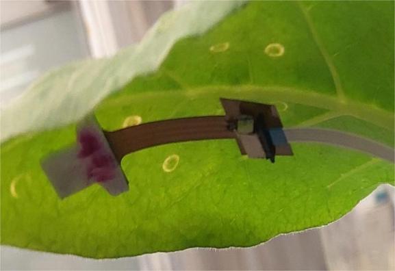 Plants can now tell you when they're stressed out | Popular Science