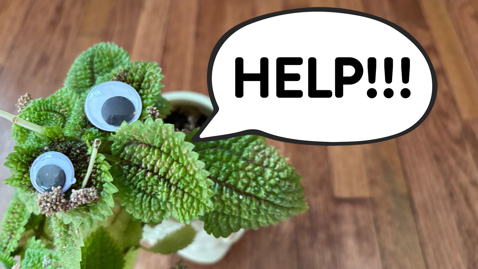 Plants can now tell you when they're stressed out | Popular Science