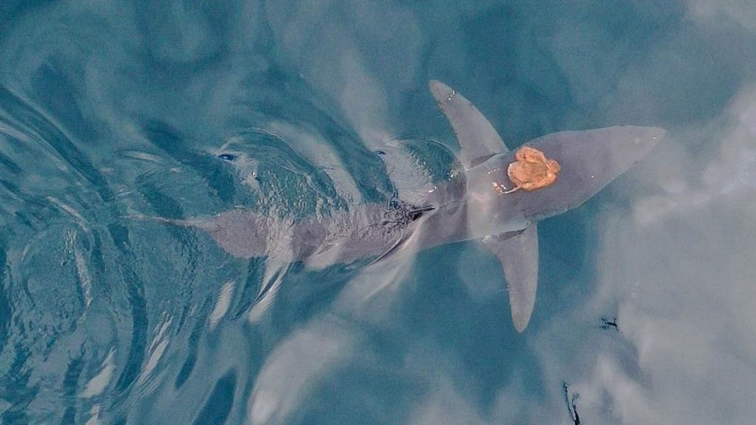 Shark's 'mystery hat' turns out to be a giant octopus | Popular Science