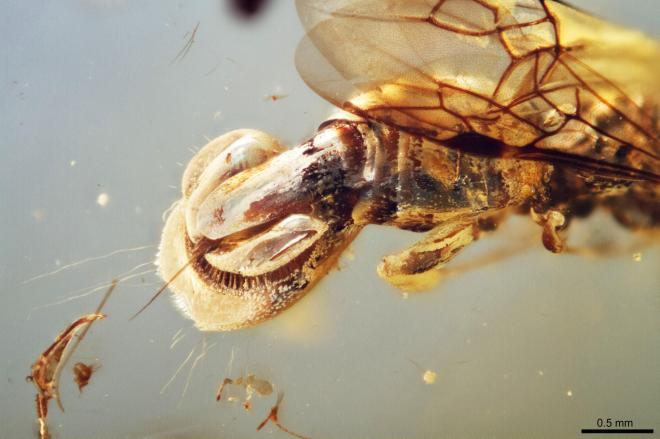 This ancient 'Venus fly-trap' wasp used its butt to kill | Popular Science