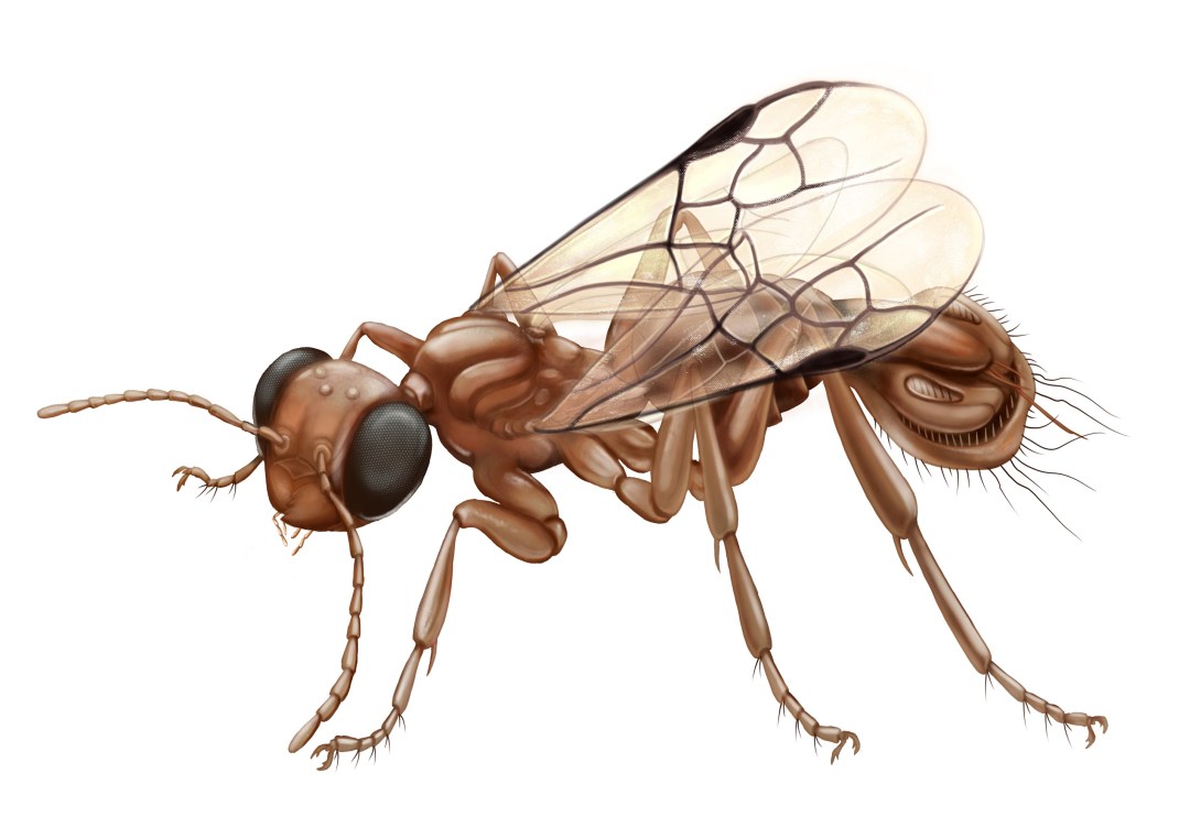 This ancient 'Venus fly-trap' wasp used its butt to kill | Popular Science