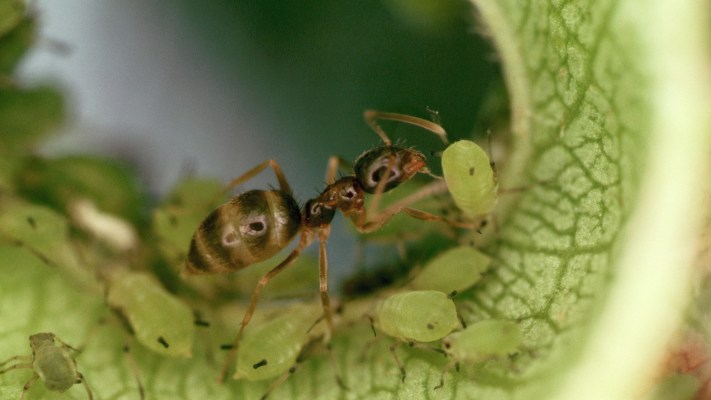 Vicious invasive ants form gigantic supercolonies | Popular Science