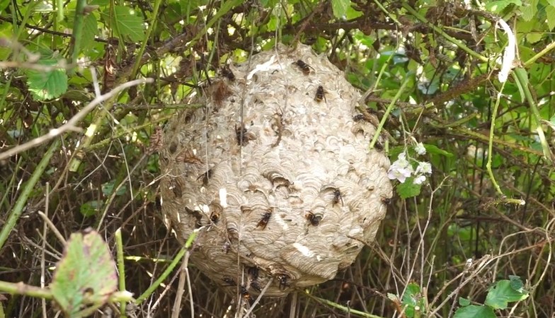 1,400 different bug species found in the guts of Asian hornets ...